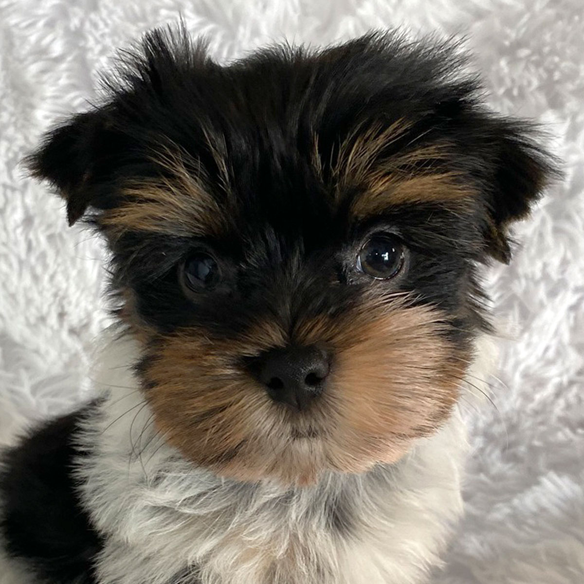 All Puppies For Sale On Heavenly Puppies All Kinds Of Breeds