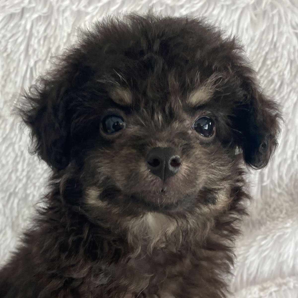 Pomapoo Puppy for Sale - Heavenly Puppies
