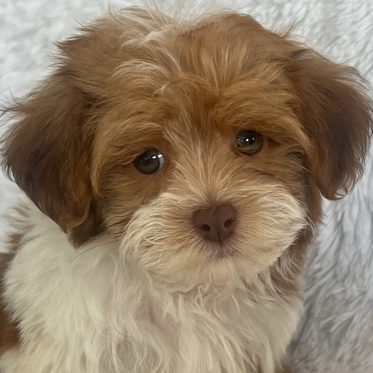 Havapoo Puppy For Sale - Heavenly Puppies