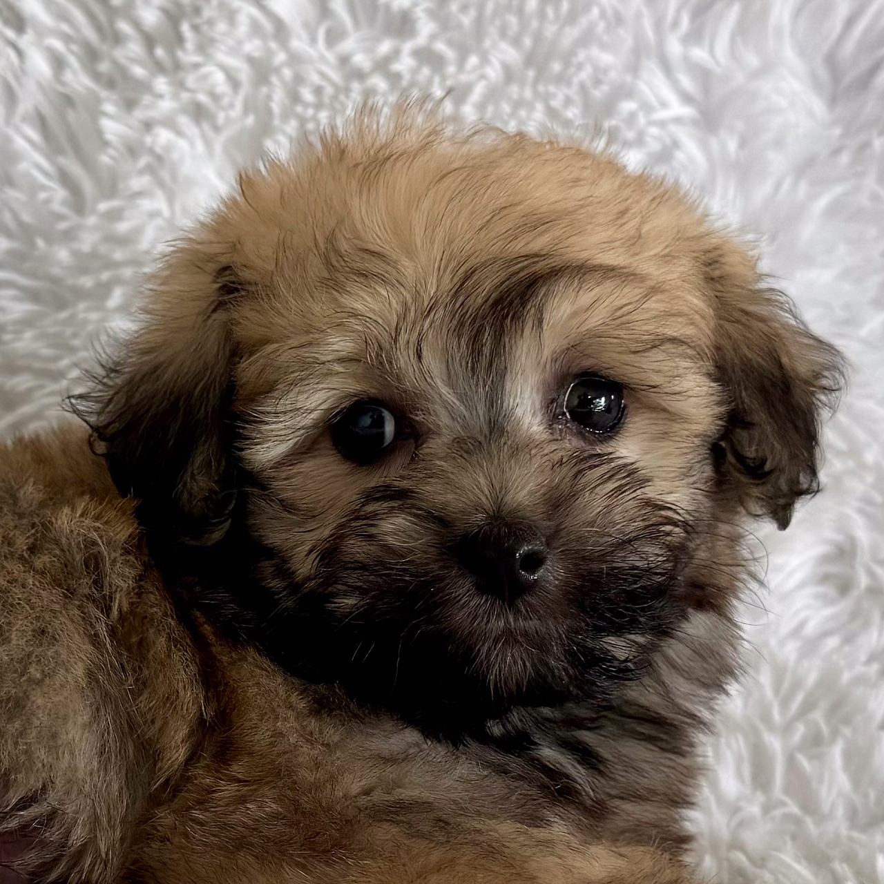 Havapoo Puppy For Sale - Heavenly Puppies