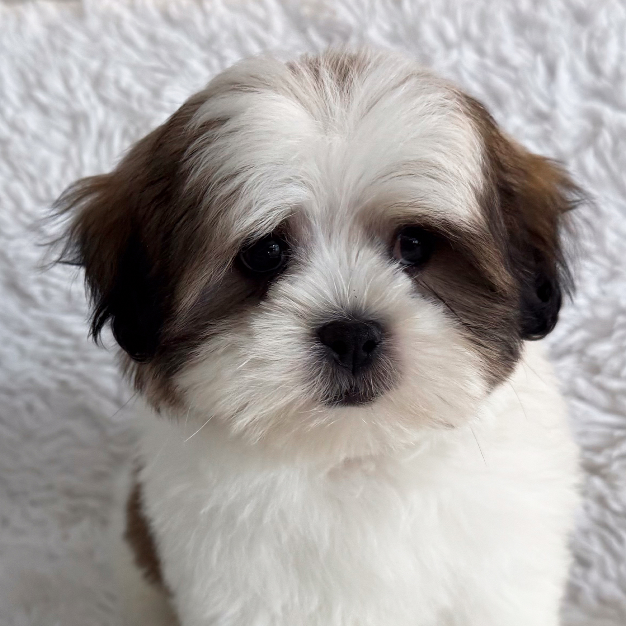 Mal-Shi Puppy For Sale - Heavenly Puppies