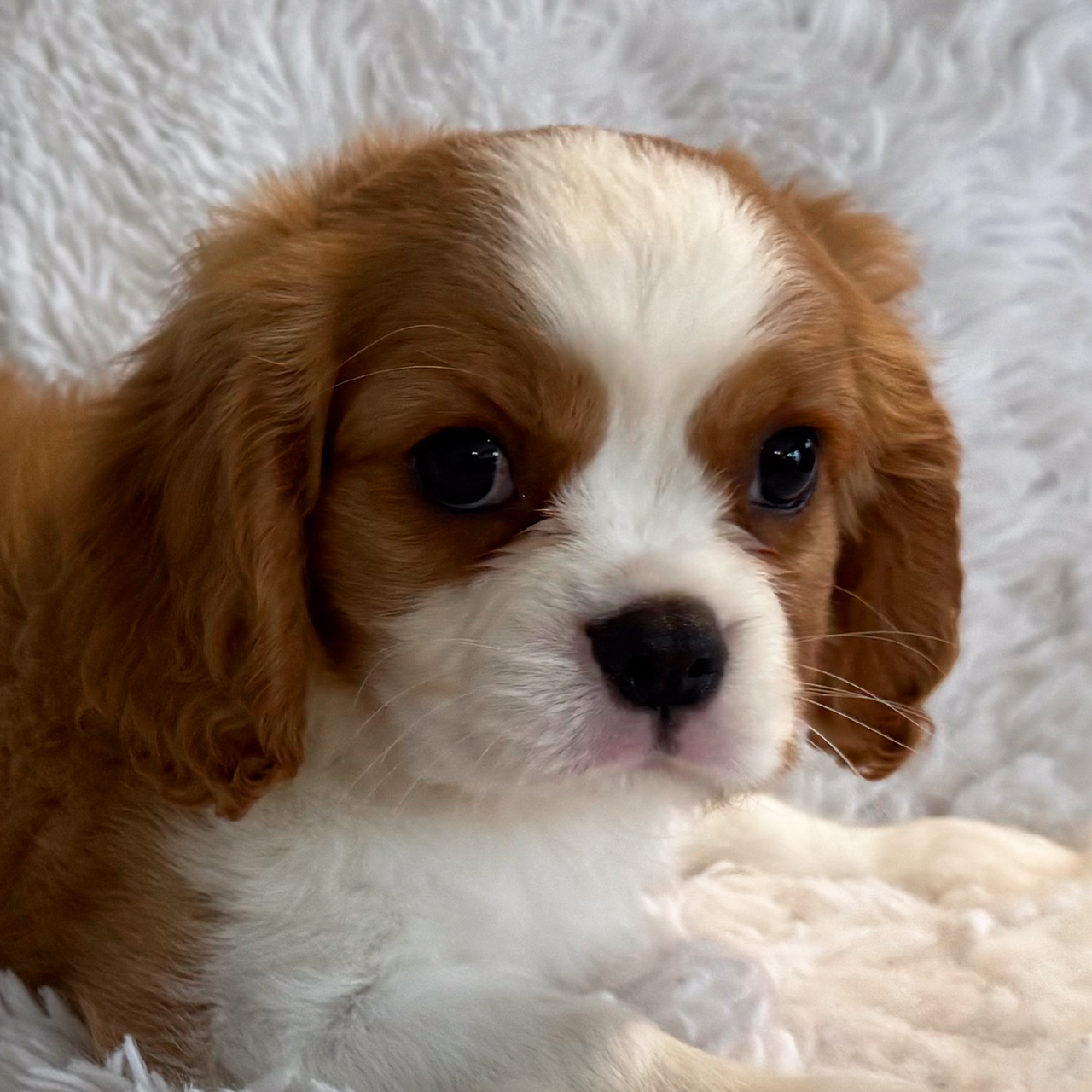 Cavalier Puppy for Sale - Heavenly Puppies