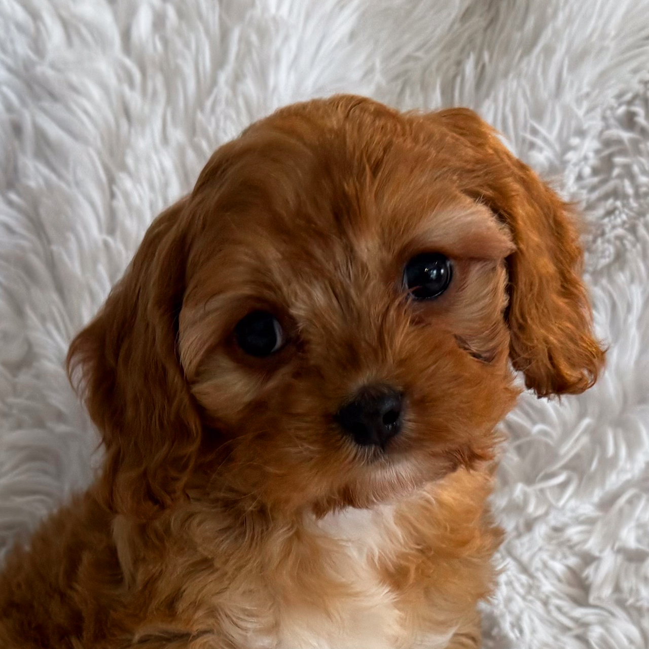 Cavapoo Puppy for Sale - Heavenly Puppies